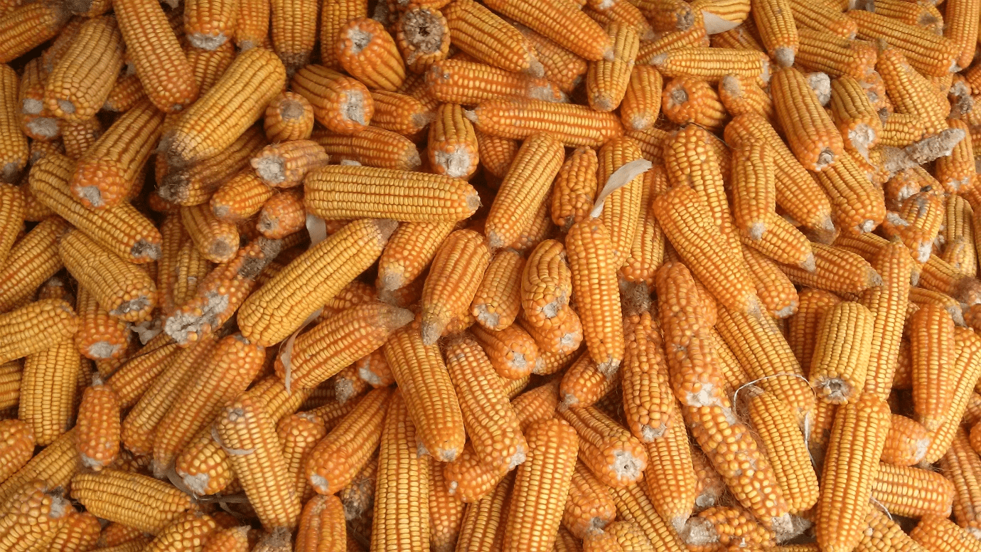 The price of corn reaches a 9-year high - Industry Tech Insights